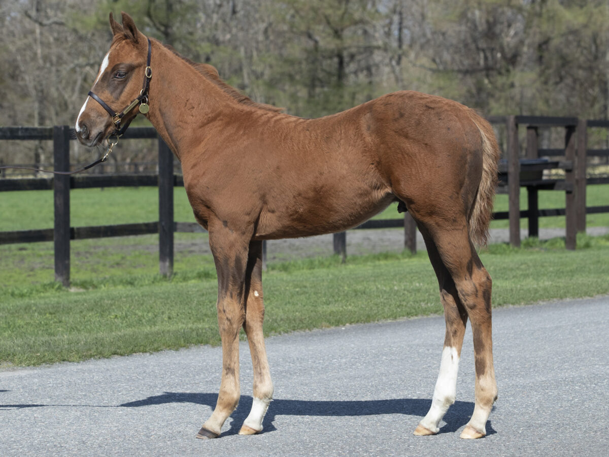 517 フロントゲートの2025 – GRAND STUD